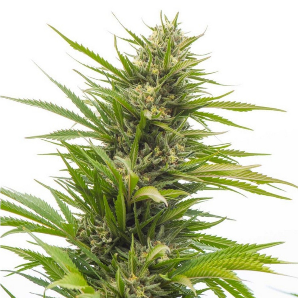 Bubblelicious | Hanfsamen diskret bestellen