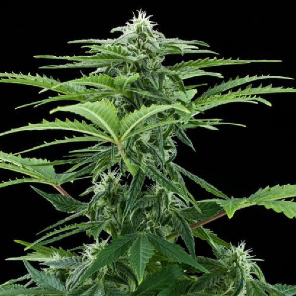 Easy Bud Feminisiert Automatic | Hanfsamen diskret bestellen