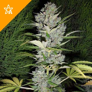 Big Bud Automatic | Hanfsamen diskret bestellen